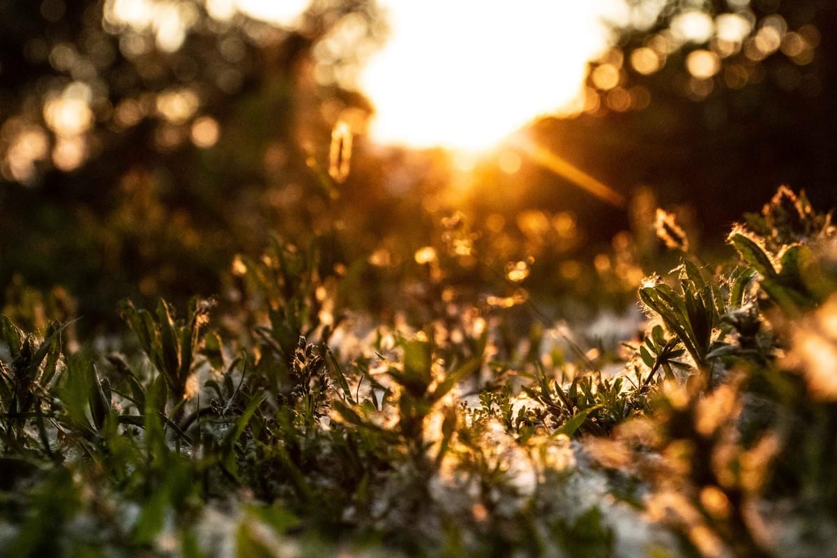 Climate Education Training - With Many Roots