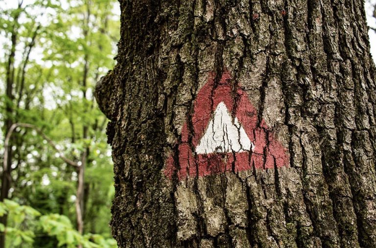 Biodiversity Collage - With Many Roots